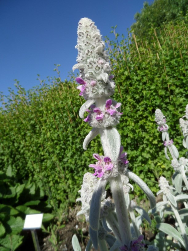 Stachys byzantina - Lammeøre, Lamb's ears | Ringve Botanical Garden ...