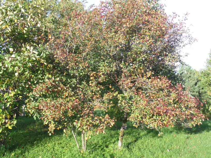 Crataegus sanguinea - Sibirhagtorn | Ringve Botanical Garden - NTNU ...