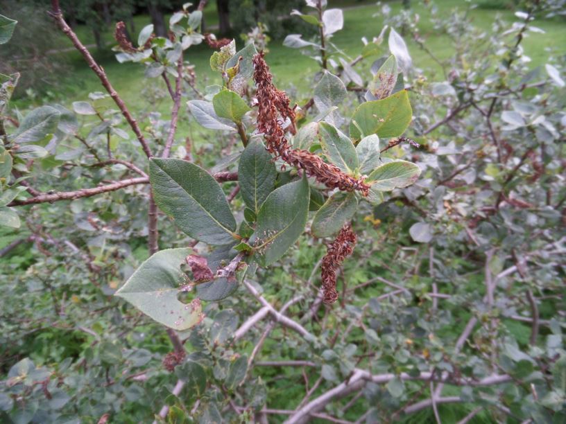 Salix hastata - Bleikvier | Ringve Botanical Garden - NTNU University ...