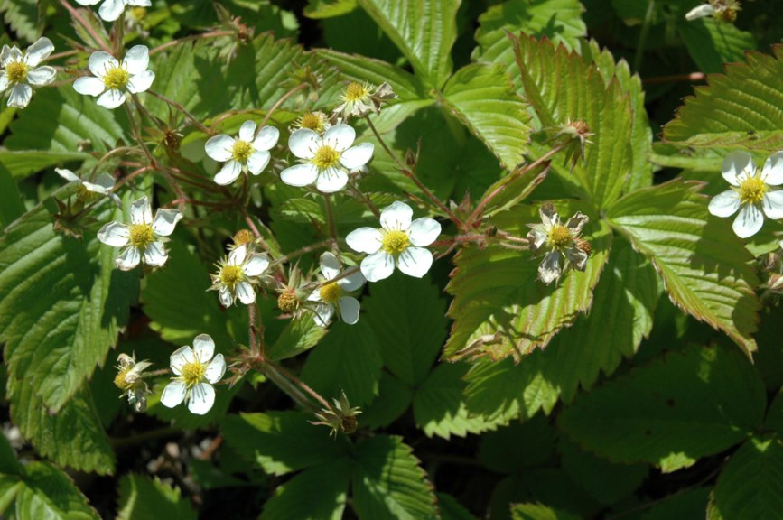 Fragaria moschata - Moskusjordbær, Hautbois Strawberry | Ringve ...