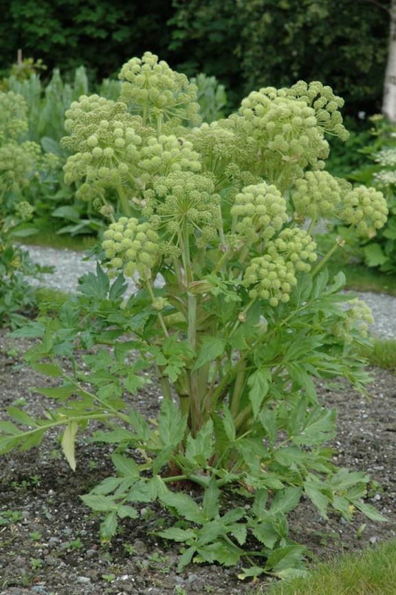 Angelica archangelica subsp. archangelica - Fjellkvann, Garden Angelica ...